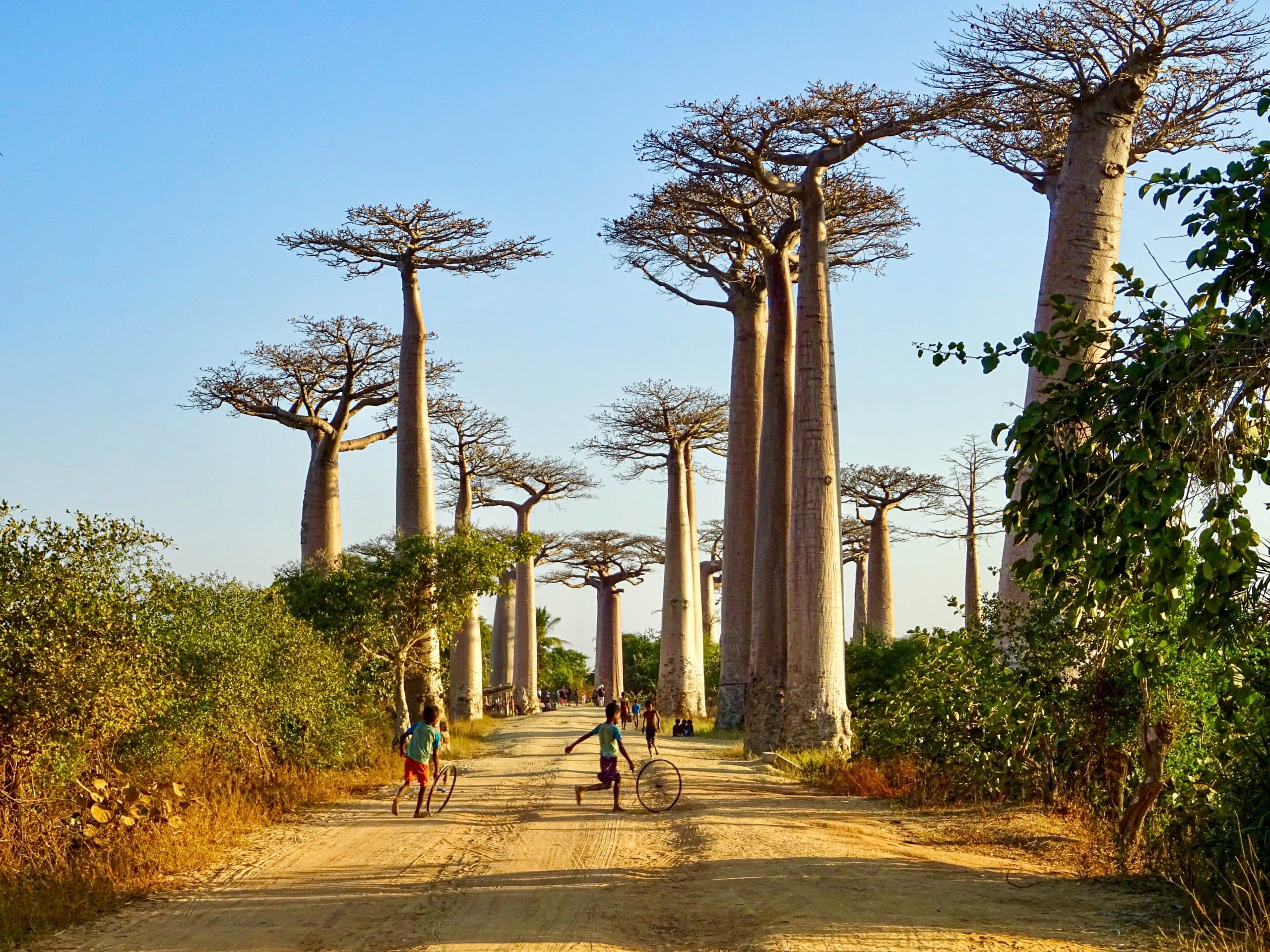 Madagascar 1 Part 1