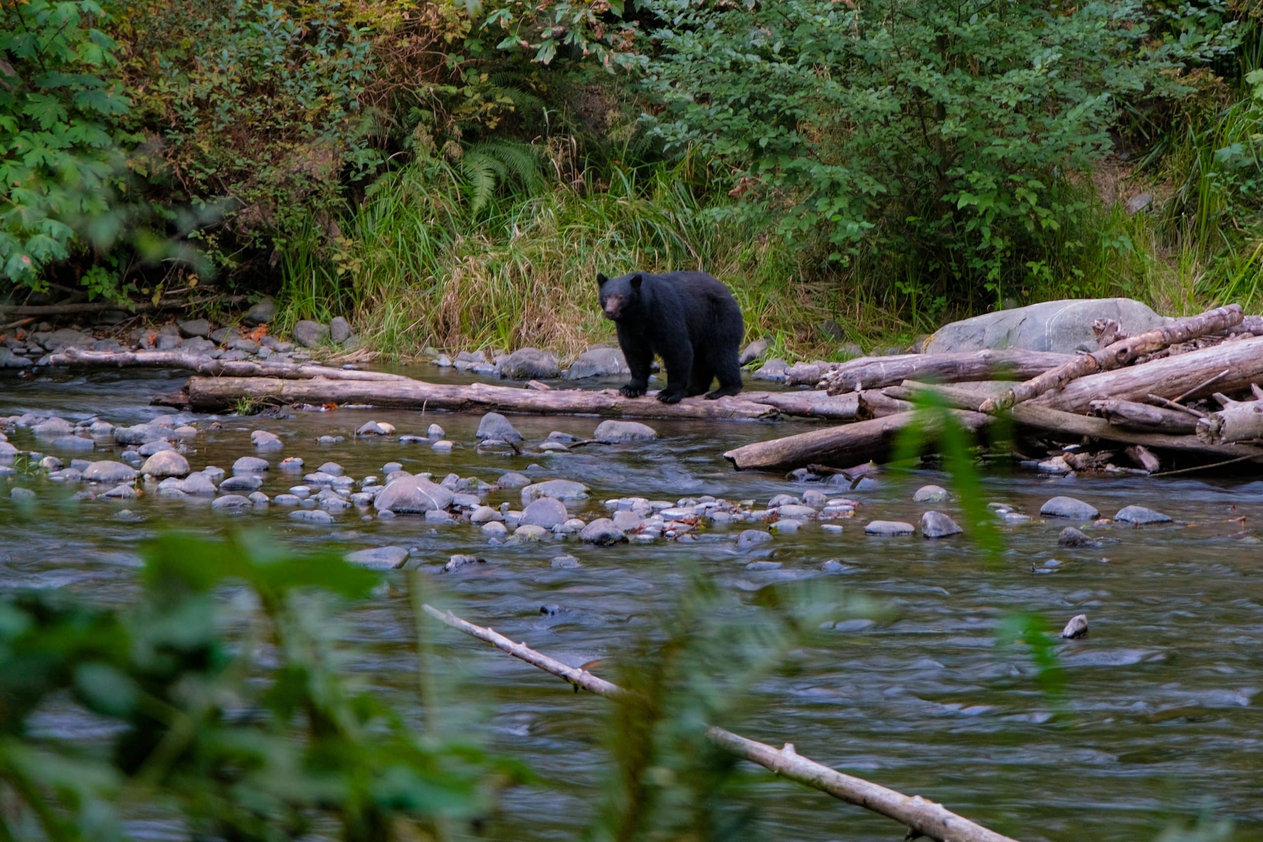 Beren spotten in Canada | Campbell River, Vancouver Island ...