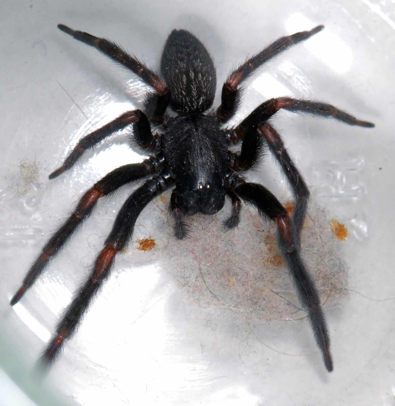 Spinnen in Australië | Welke kom je tegen en hoe herken je ze?